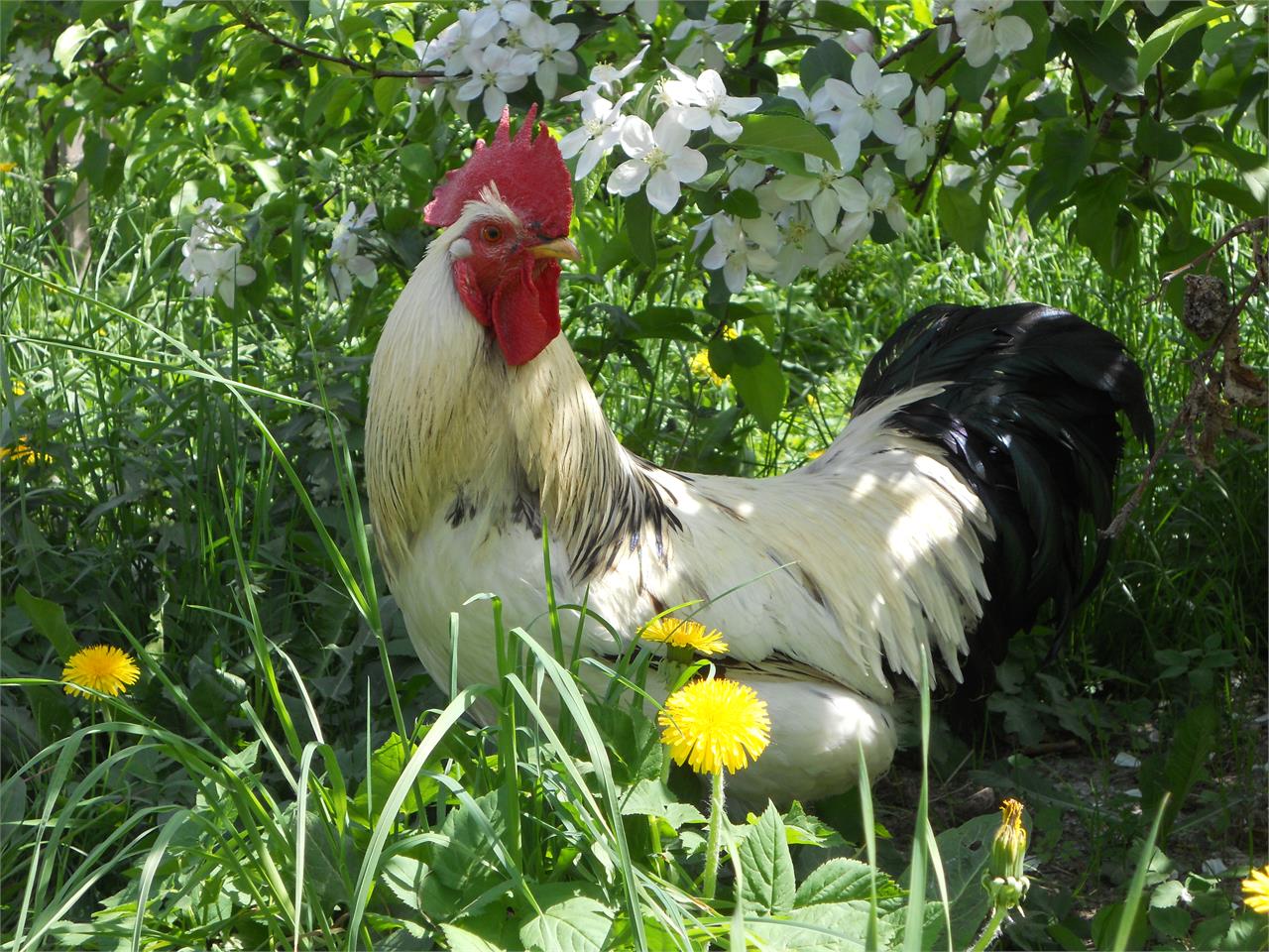 Urlaub auf dem Bauernhof Oberortsgut - Urlaub auf dem Bauernhof in Dorf ...